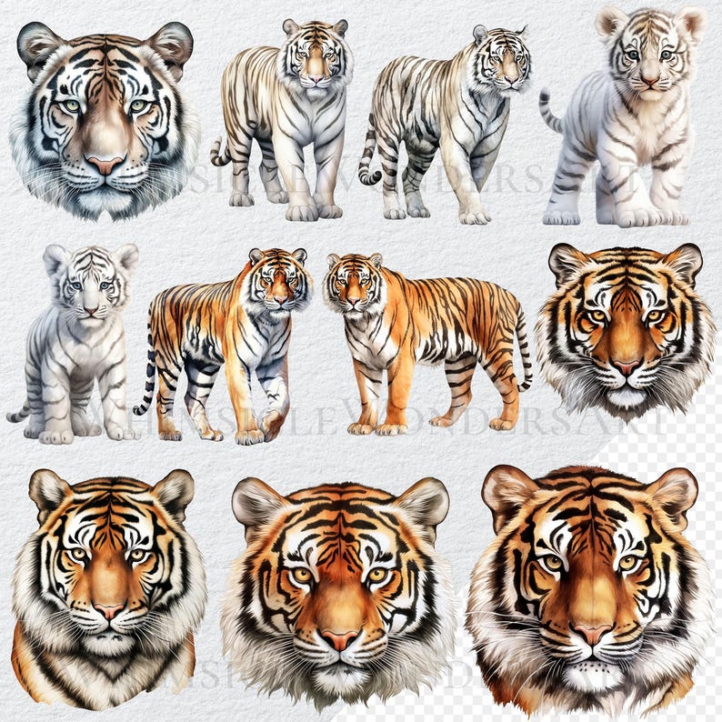 Watercolor Tiger Clipart Bundle: 40 PNG Images (digital Download) - Etsy