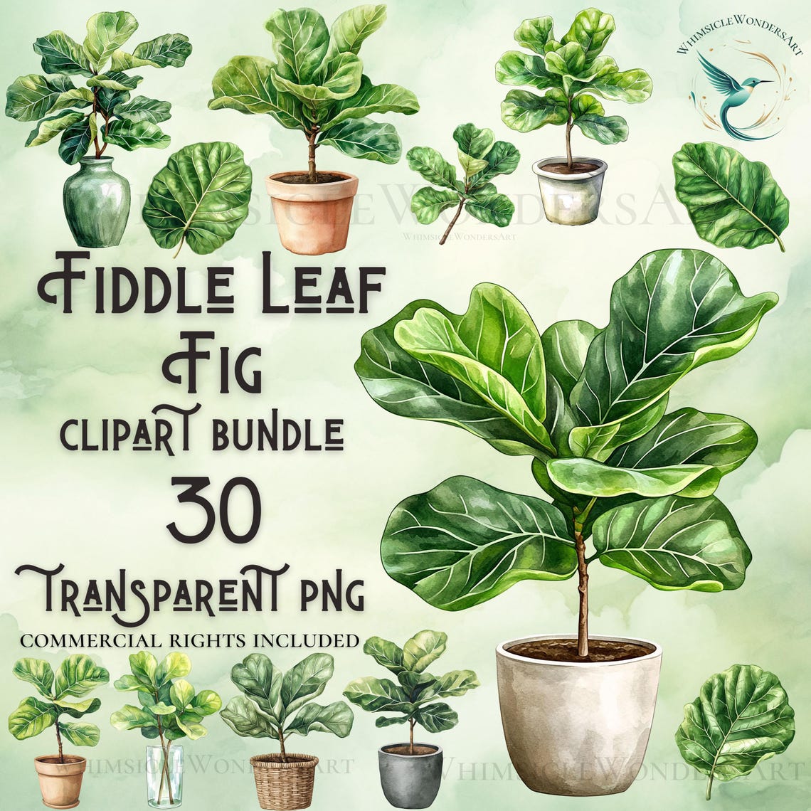 Watercolor Fiddle Leaf Fig Clipart Bundle (30 PNG) - Etsy