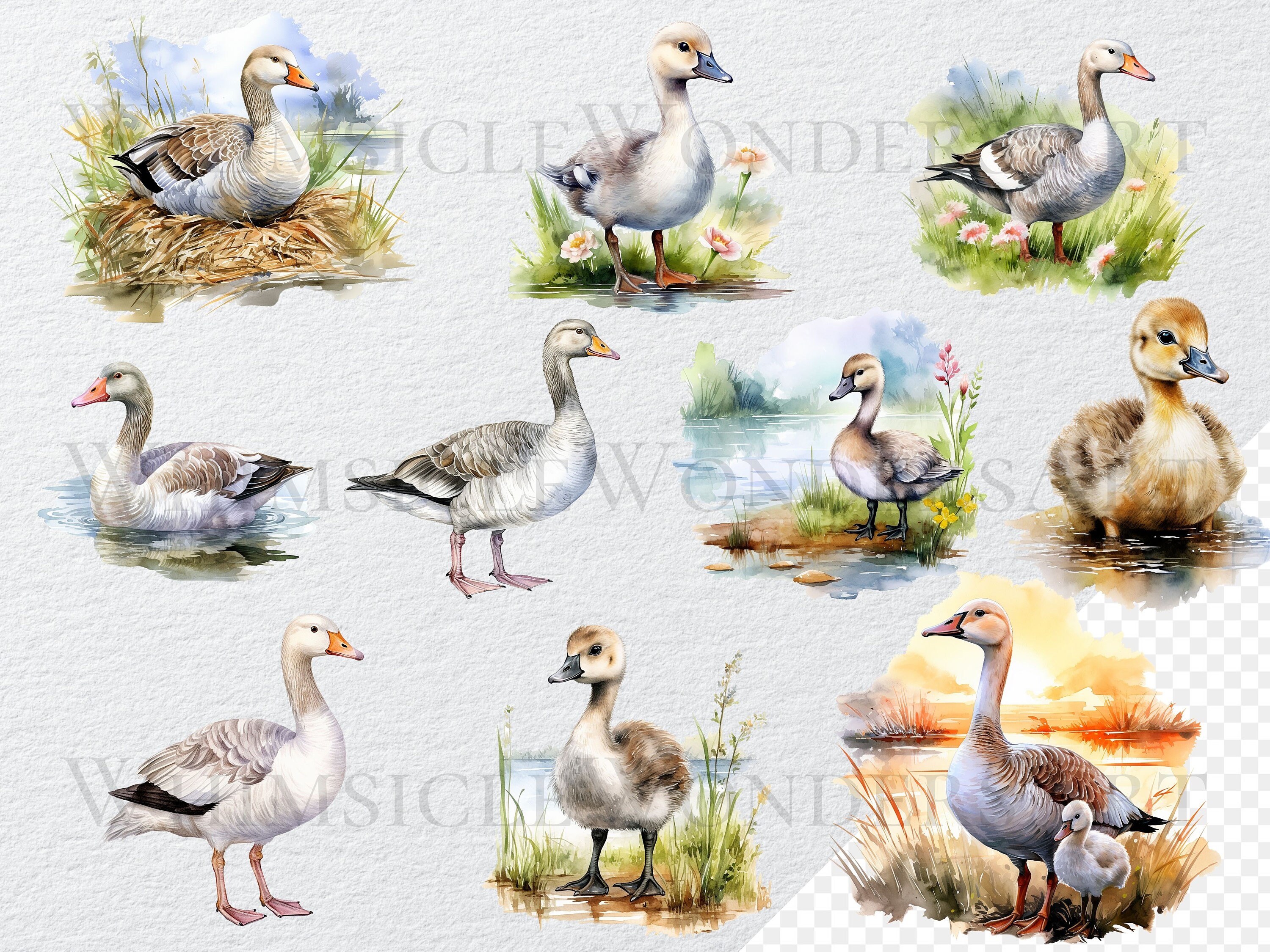Watercolor Goose Clipart Bundle 20 High Quality PNG Digital Download ...
