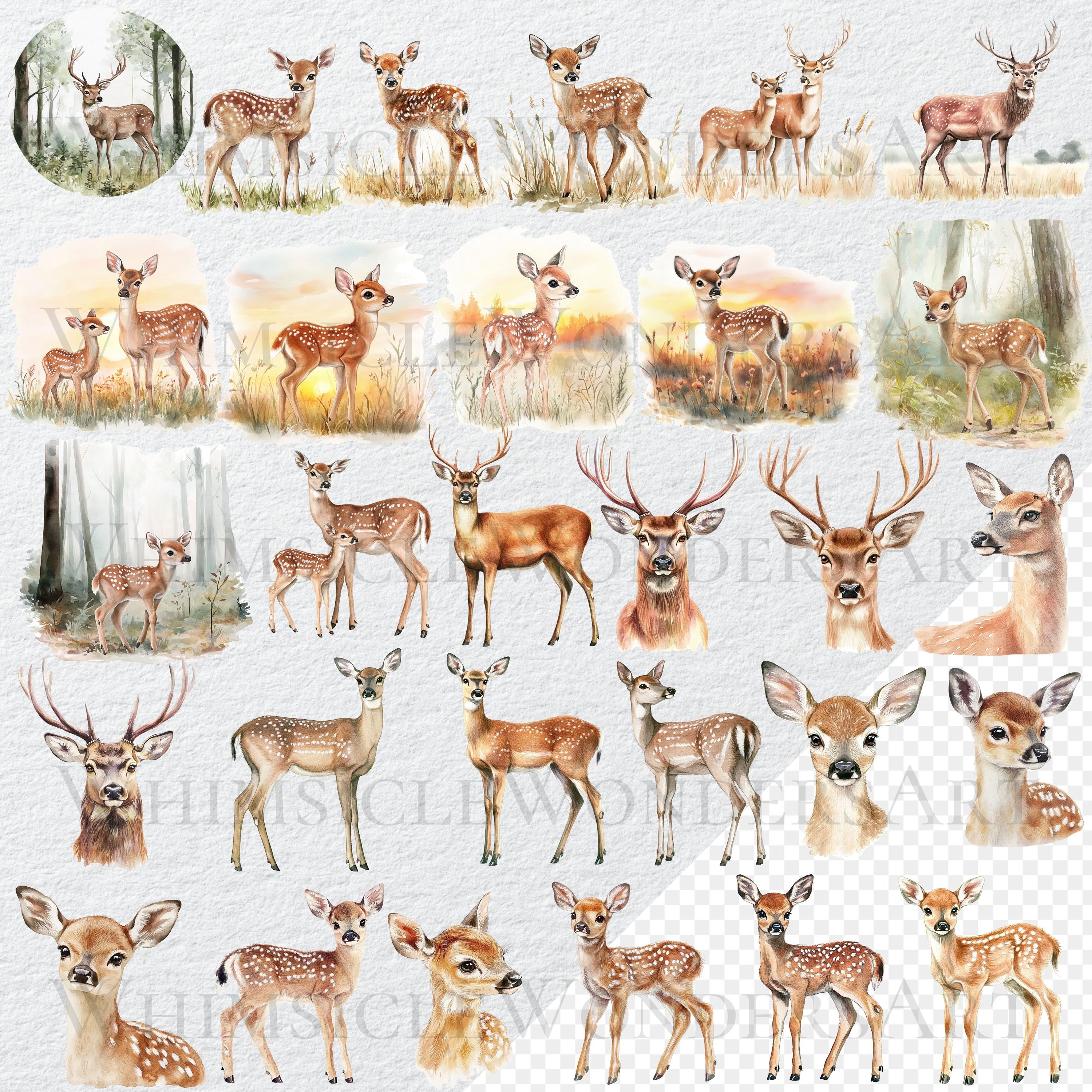 Watercolor Forest Animals Clipart Bundle (PNG Digital Download) - Etsy