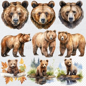 Watercolor Bear Clipart Bundle High Quality PNG Digital Download ...