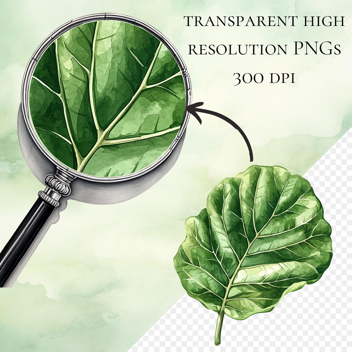 Watercolor Fiddle Leaf Fig Clipart Bundle (30 PNG) - Etsy