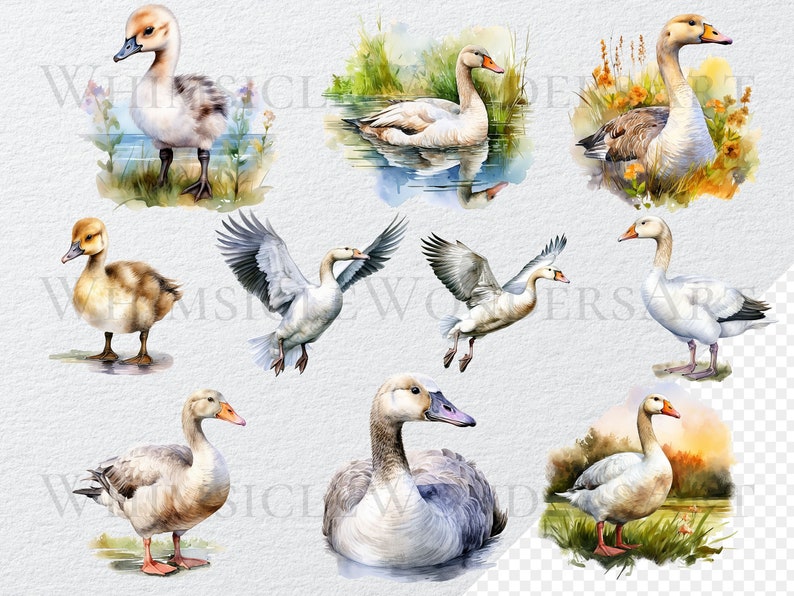Watercolor Goose Clipart Bundle 20 High Quality PNG Digital Download ...