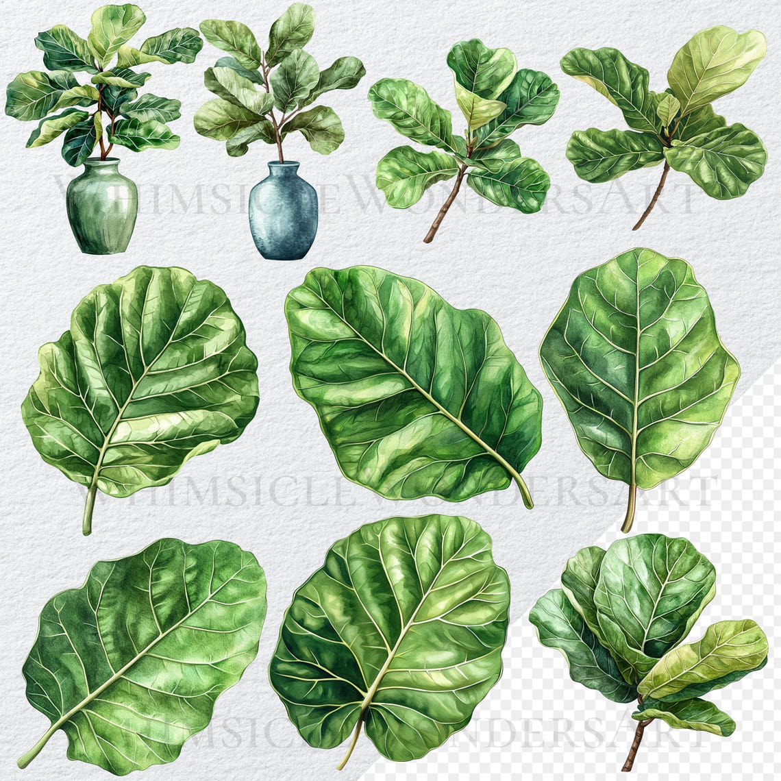 Watercolor Fiddle Leaf Fig Clipart Bundle (30 PNG) - Etsy