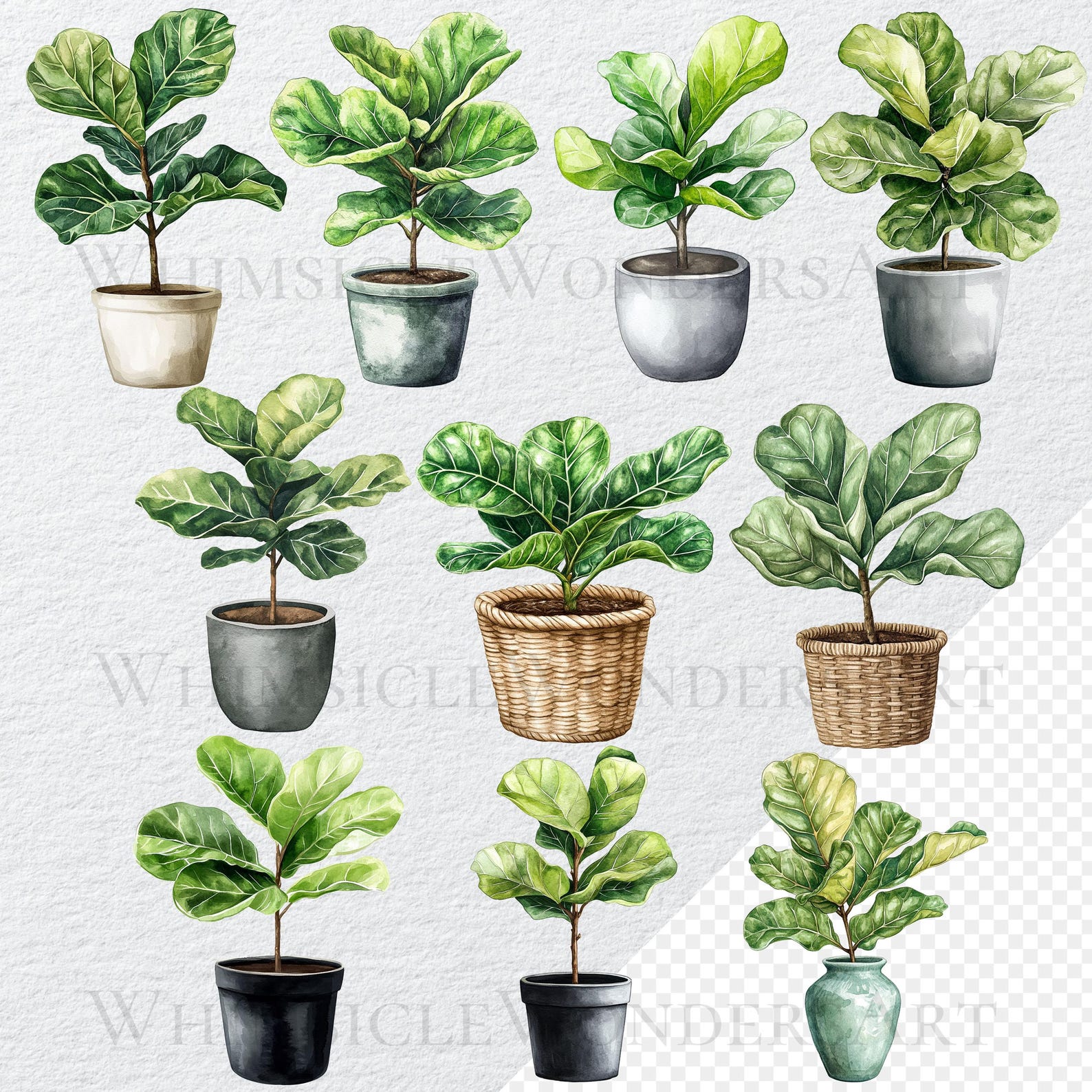 Watercolor Fiddle Leaf Fig Clipart Bundle (30 PNG) - Etsy