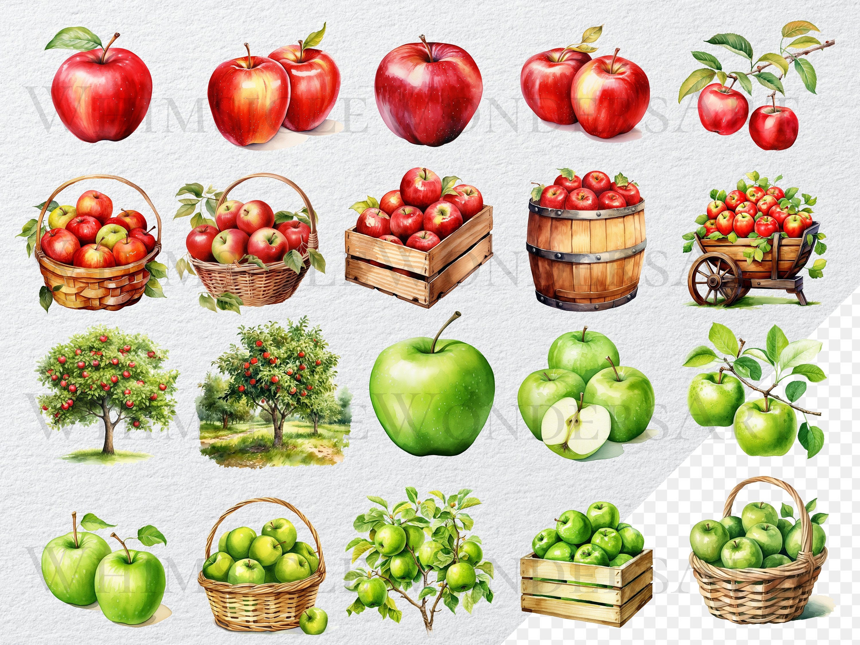 Watercolor Apple Clipart Bundle High Quality PNG Digital Download ...