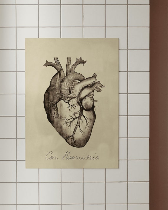 Anatomical Heart Drawing Da Vinci
