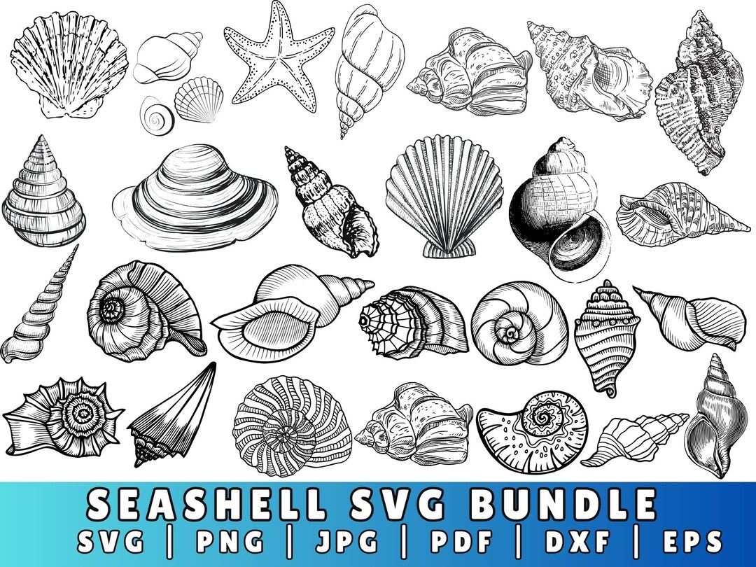 Seashell SVG Bundle, Seashell PNG Bundle, Seashell Clipart, Seashell ...