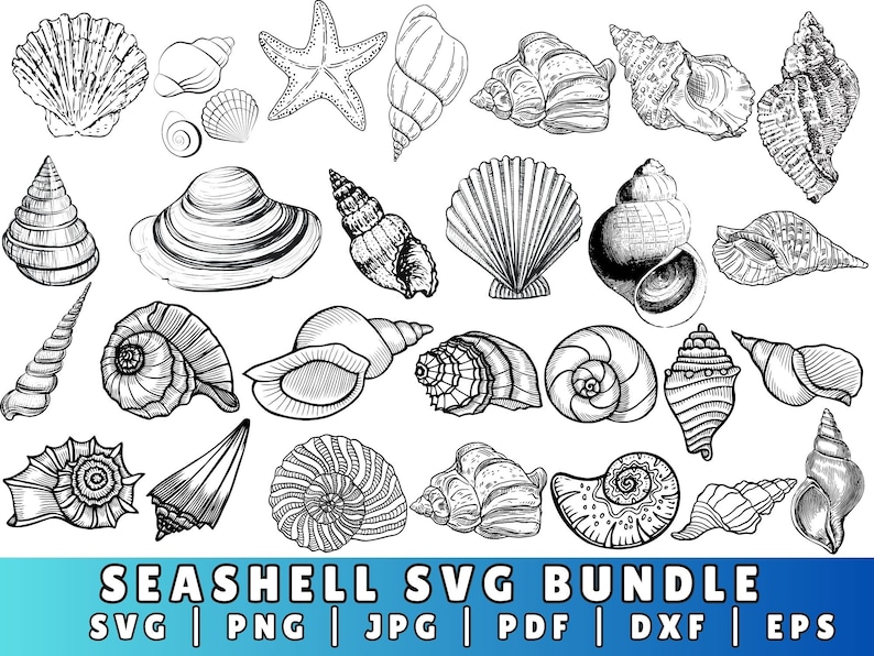Seashell SVG Bundle, Seashell PNG Bundle, Seashell Clipart, Seashell ...