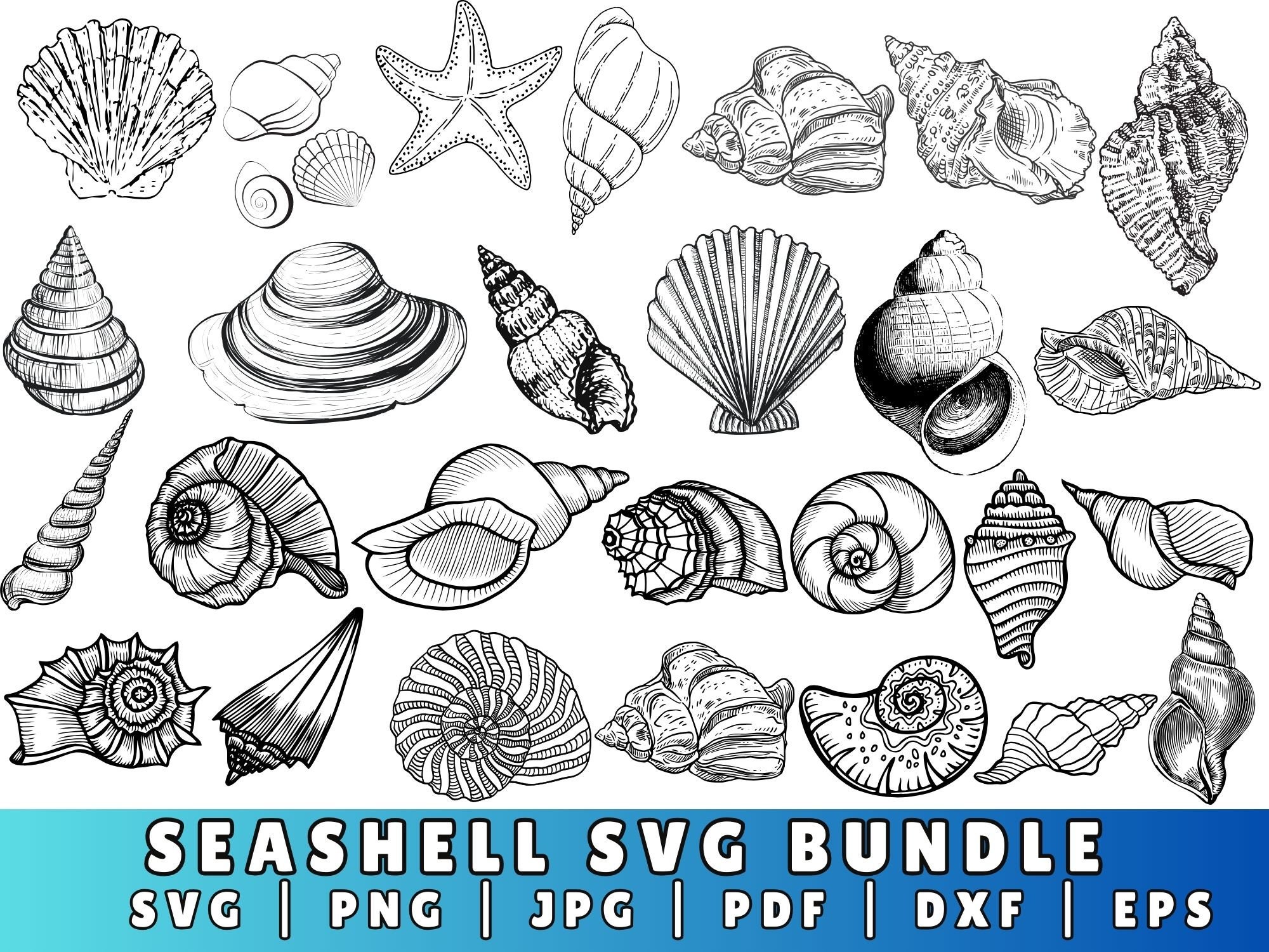 Seashell SVG Bundle, Seashell PNG Bundle, Seashell Clipart, Seashell ...