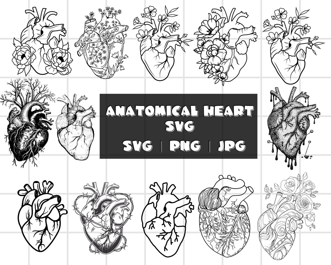 Anatomical Heart Svg Bundle, Flower Heart Svg, Human Heart Svg, Anatomy ...