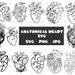 Anatomical Heart Svg Bundle, Flower Heart Svg, Human Heart Svg, Anatomy ...