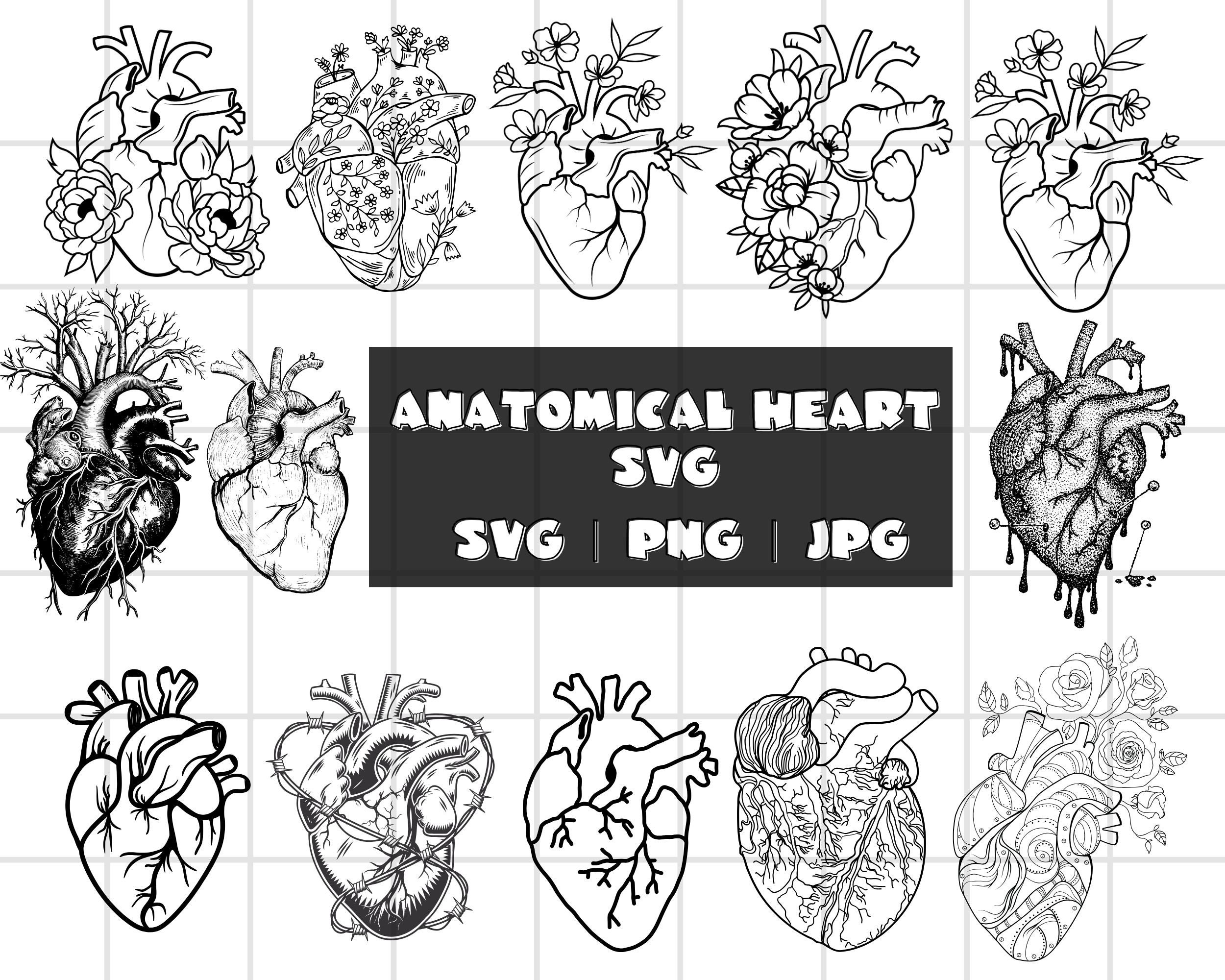 Anatomical Heart Svg Bundle, Flower Heart Svg, Human Heart Svg, Anatomy ...