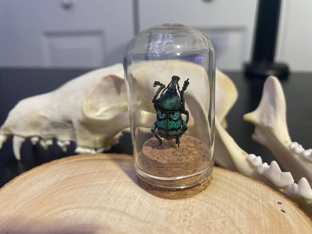 Turquoise Weevil Display - Etsy