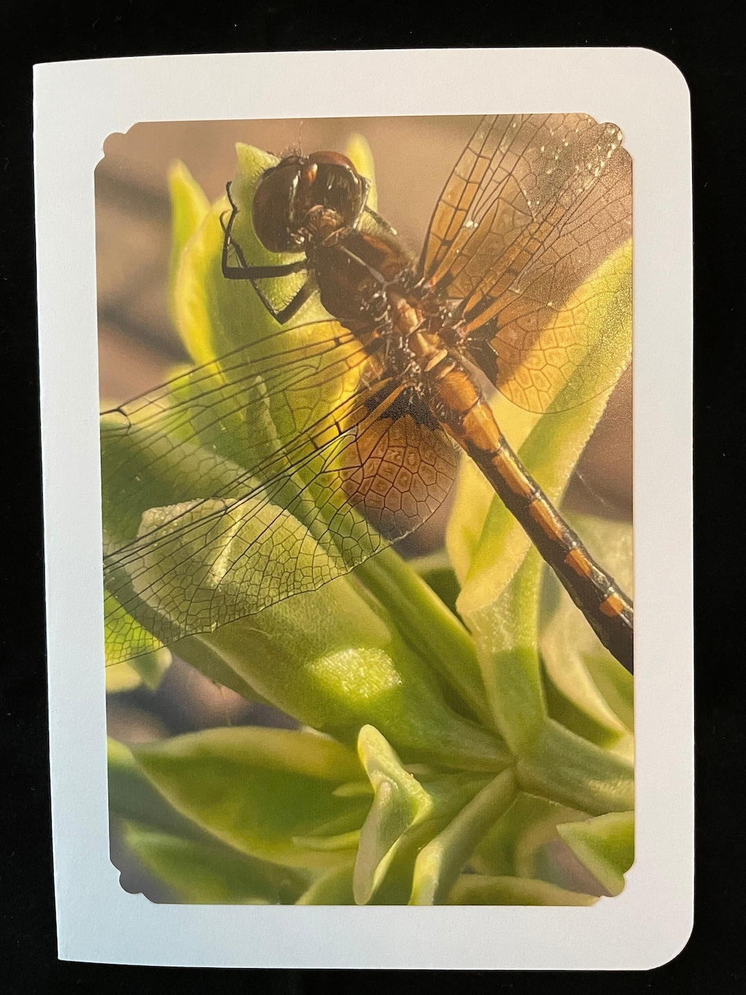 56. Dragonfly. Blank 5x7 Note Card With Envelope - Etsy