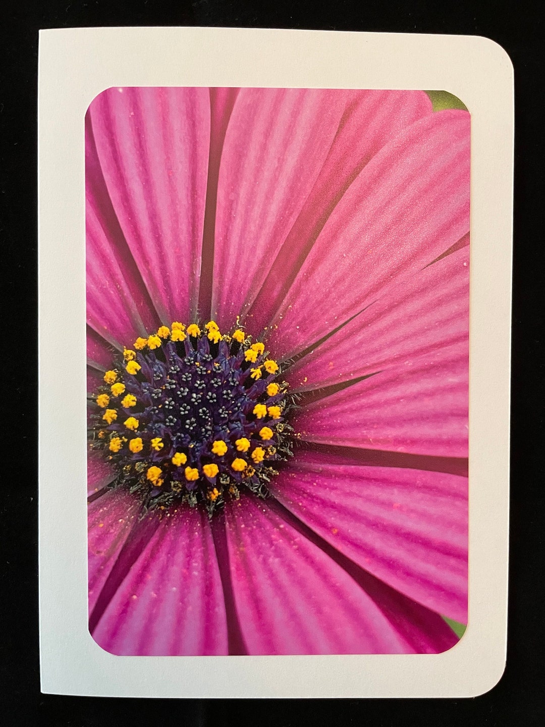 Pink Daisy. Blank 5x7 Note Card and Envelope - Etsy