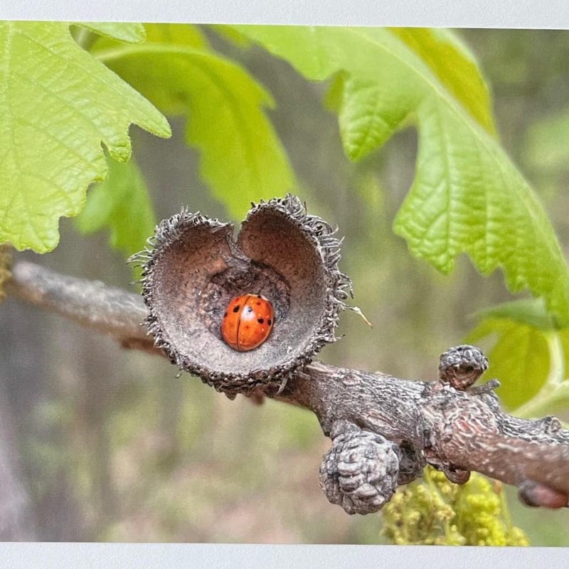 Ladybug House - Etsy