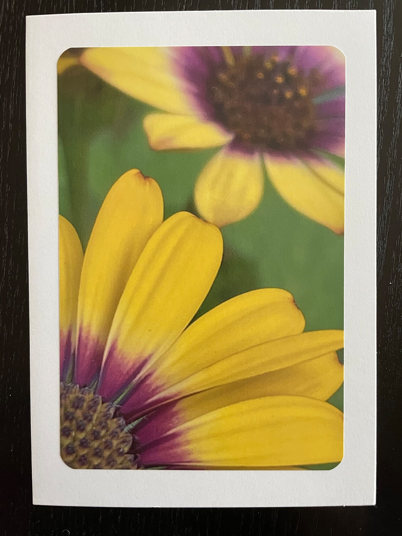 Double Daisy. Blank 5x7 Note Card With Envelope - Etsy