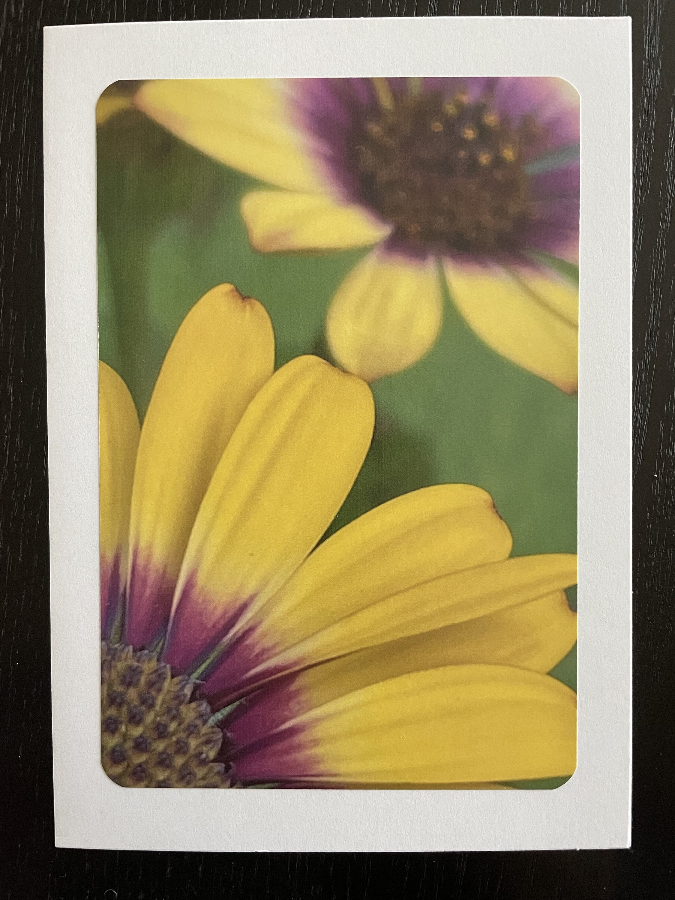 21. Double Daisy. Blank 5x7 Note Card With Envelope - Etsy