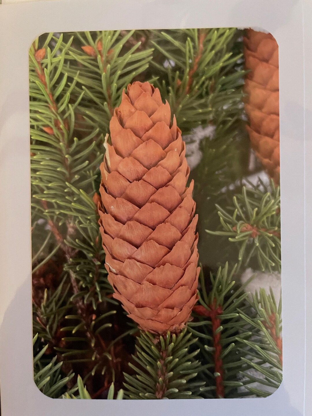 Pine Cone. Blank 5x7 Note Card With Envelope - Etsy