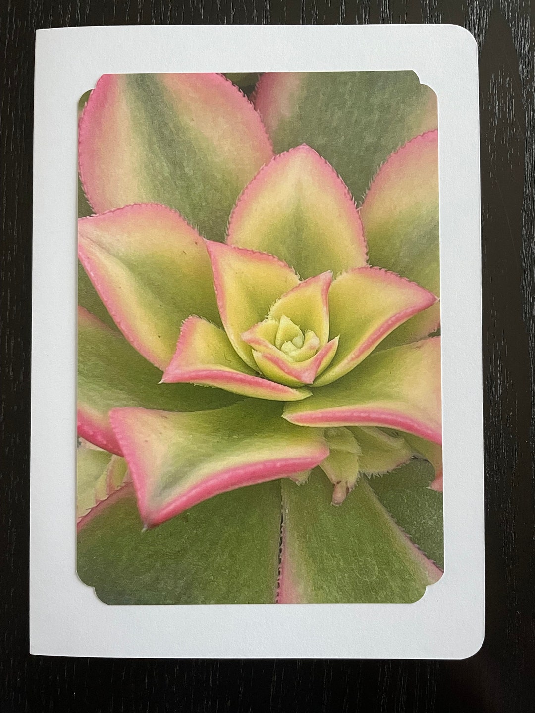 Succulent Plant. Blank 5x7 Note Card With Envelope - Etsy