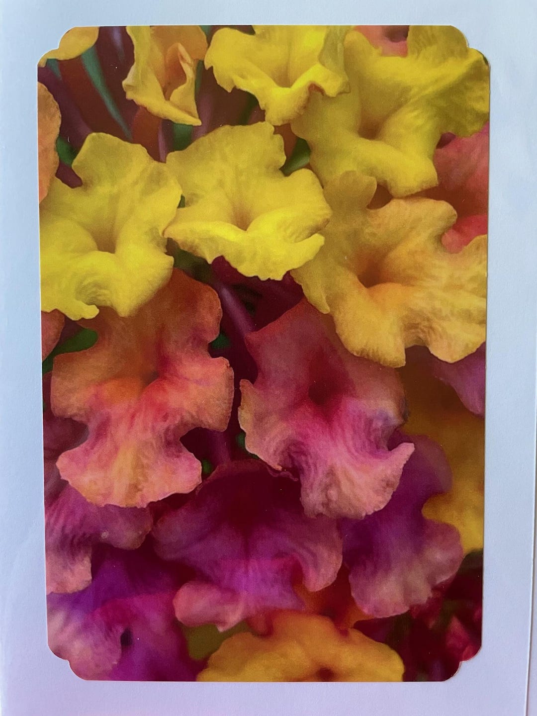 34. Lantana Close Up. Blank 5x7 Note Card With Envelope - Etsy