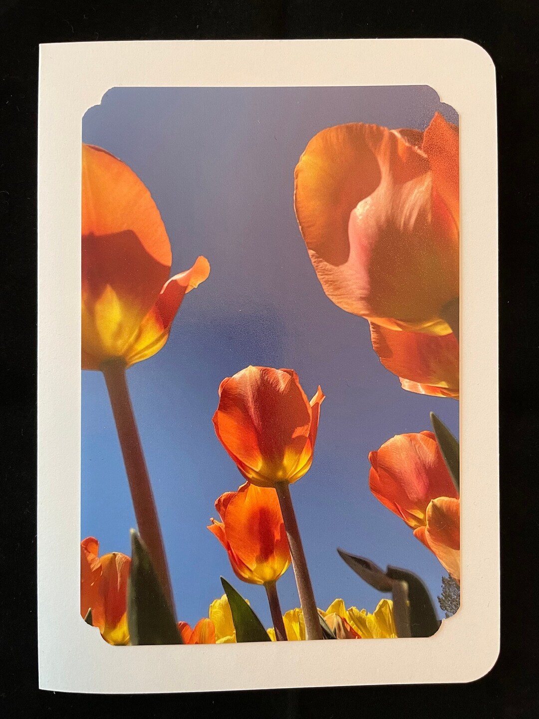 46. Tulips. Blank 5x7 Note Card With Envelope - Etsy