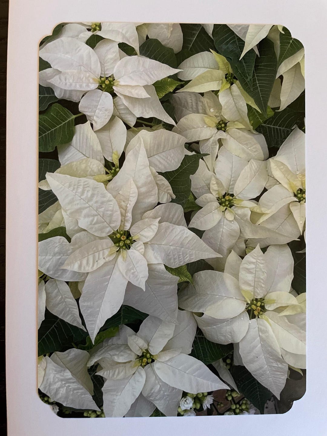 White Poinsettias. Blank 5x7 Note Card With Envelope - Etsy