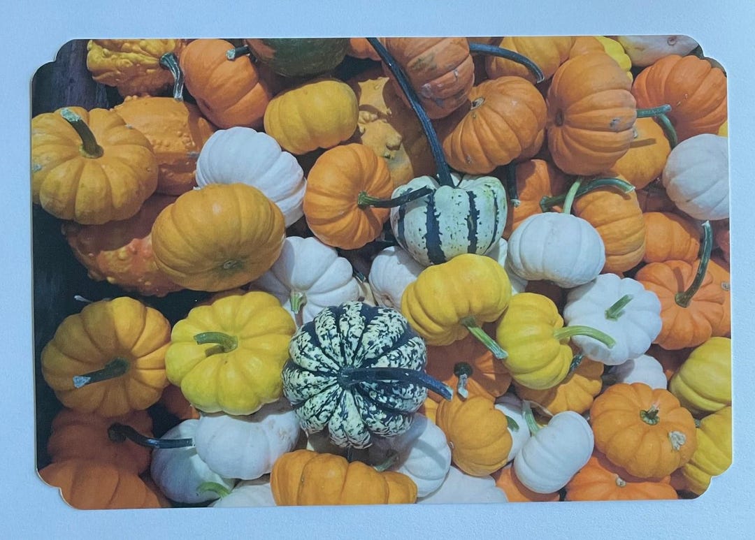Many Mini Pumpkins Blank 5x7 Note Card With Envelope - Etsy