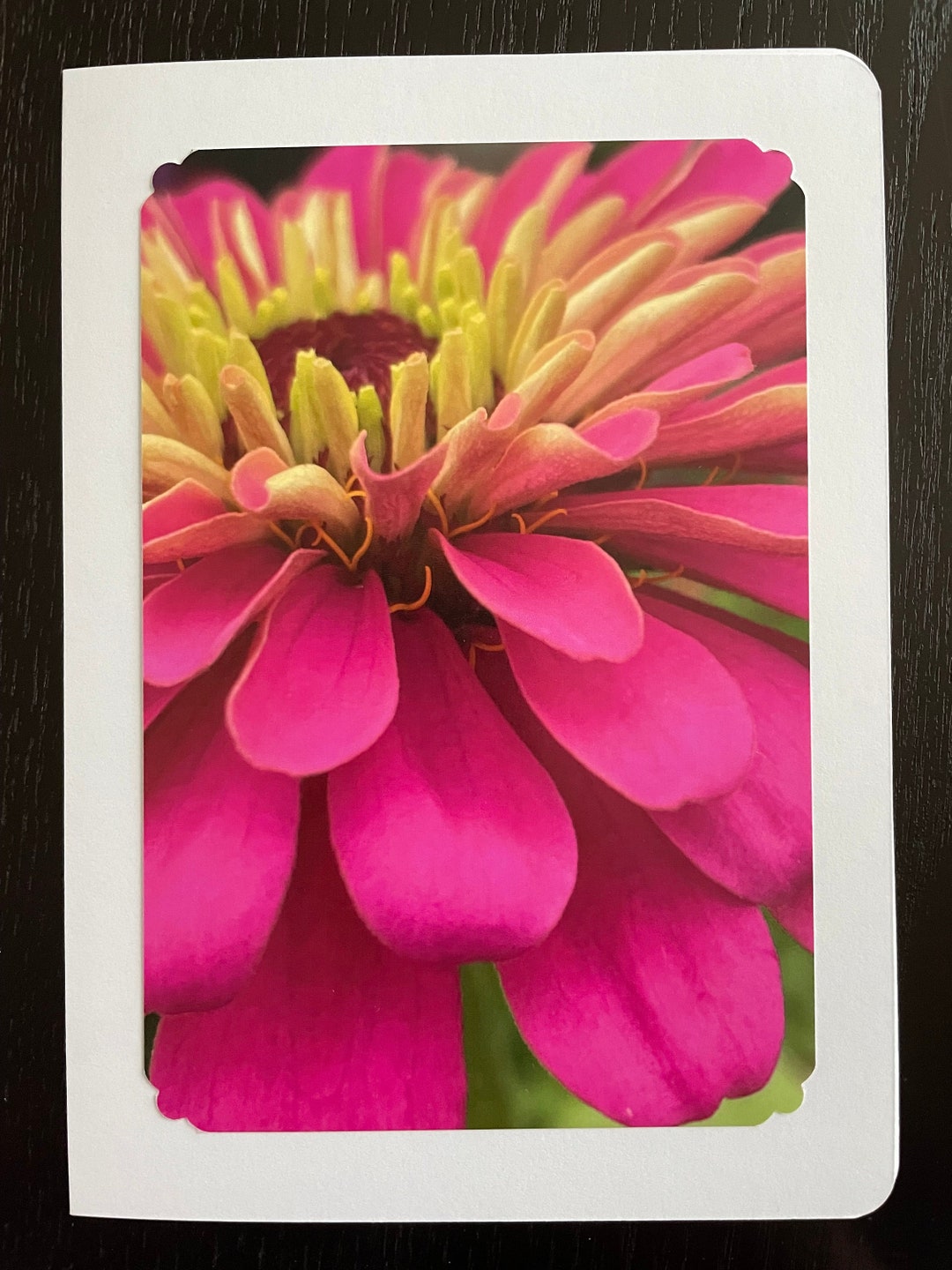 Pink Zinnia. Blank 5x7 Note Card With Envelope - Etsy