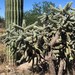 Jumping Cholla, Hanging Chain Cholla or Cylindropuntia Fulgida (3 ...