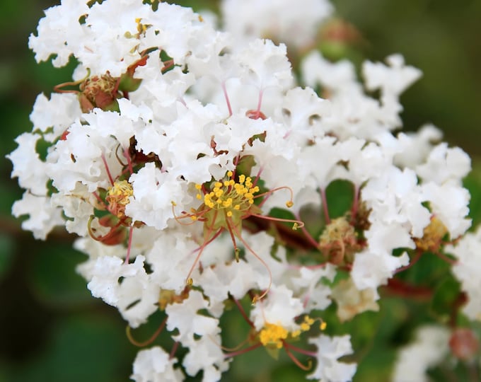 Sunlit Elegance Premium Yellow Milk Crape Myrtle Seeds 25-500 Seeds ...