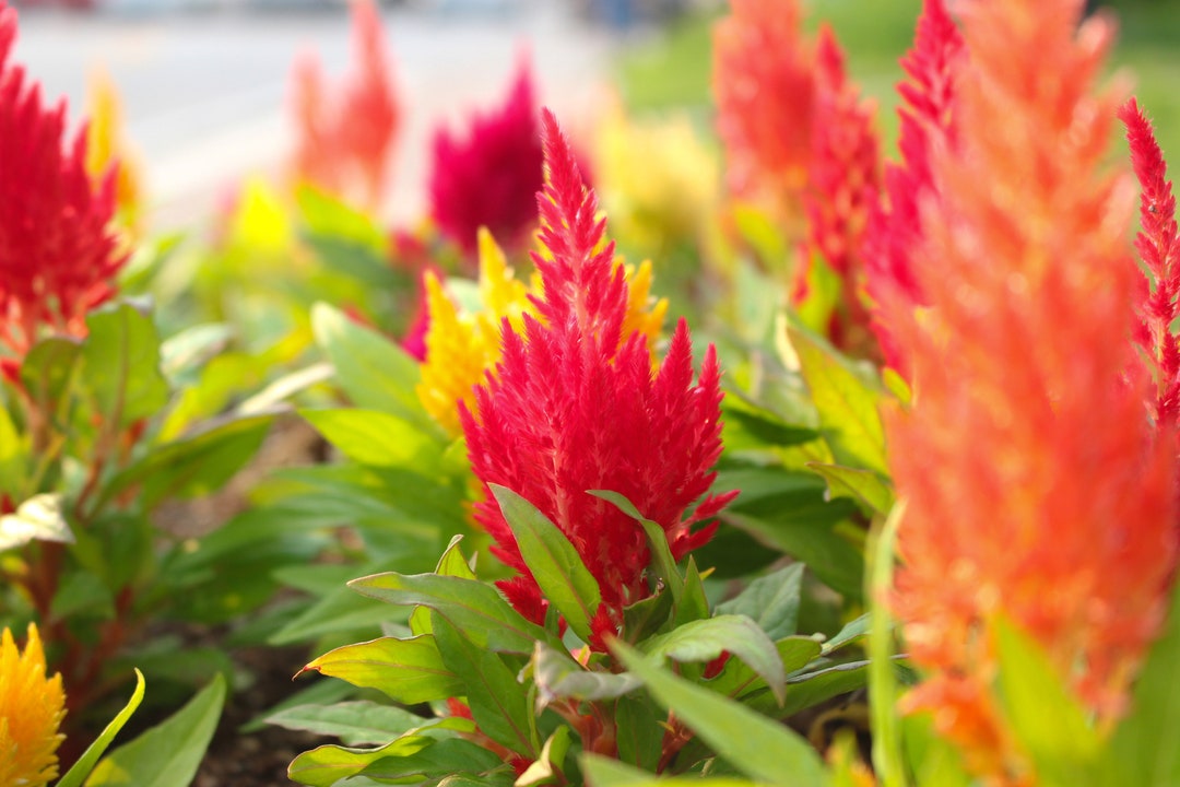 Pampas Plume, Celosia, Woolflower, Prince of Wales Feather, Prince ...