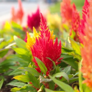 Pampas Plume, Celosia, Woolflower, Prince of Wales Feather, Prince ...