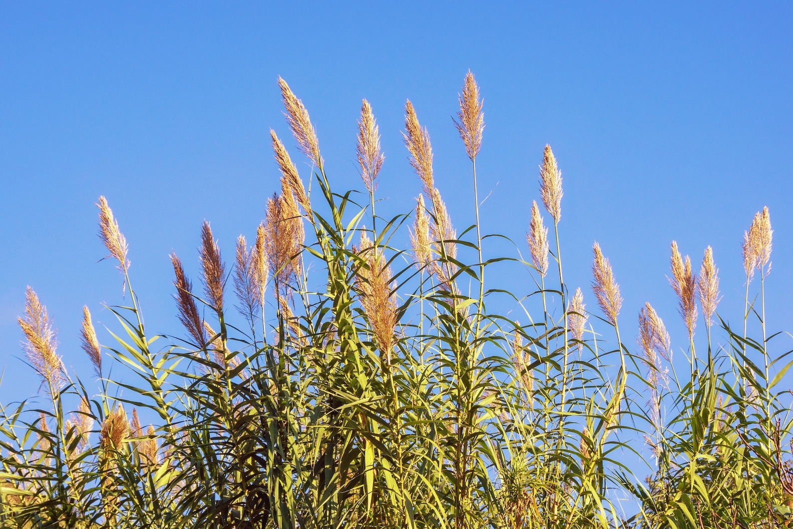 Giant Reed, Arundo Donax, Bamboo Reed, Giant Cane, Spanish Reed ...