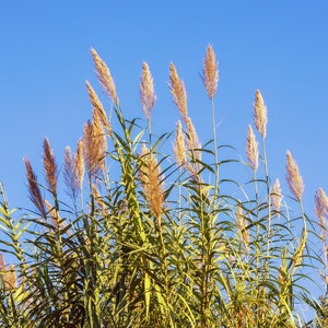 Giant Reed, Arundo Donax, Bamboo Reed, Giant Cane, Spanish Reed ...