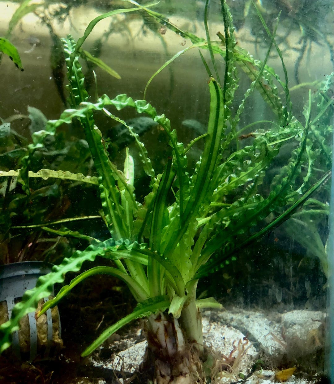 Crinum Calamistratum, African Onion Plant and Narrow Crinum Freshwater ...