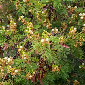 Organic Lead Tree Leucaena Leucocephala 20 Seeds - Etsy