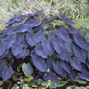Taro Black Magic or Colocasia Esculenta Bog Plant 2" Pots Pack of 6 ...
