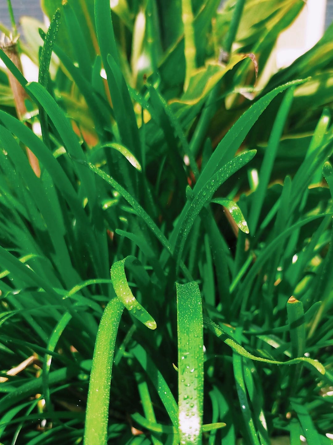 Sagittaria Chilensis, Sagittaria Platyphylla, Broadleaf Sagittaria ...