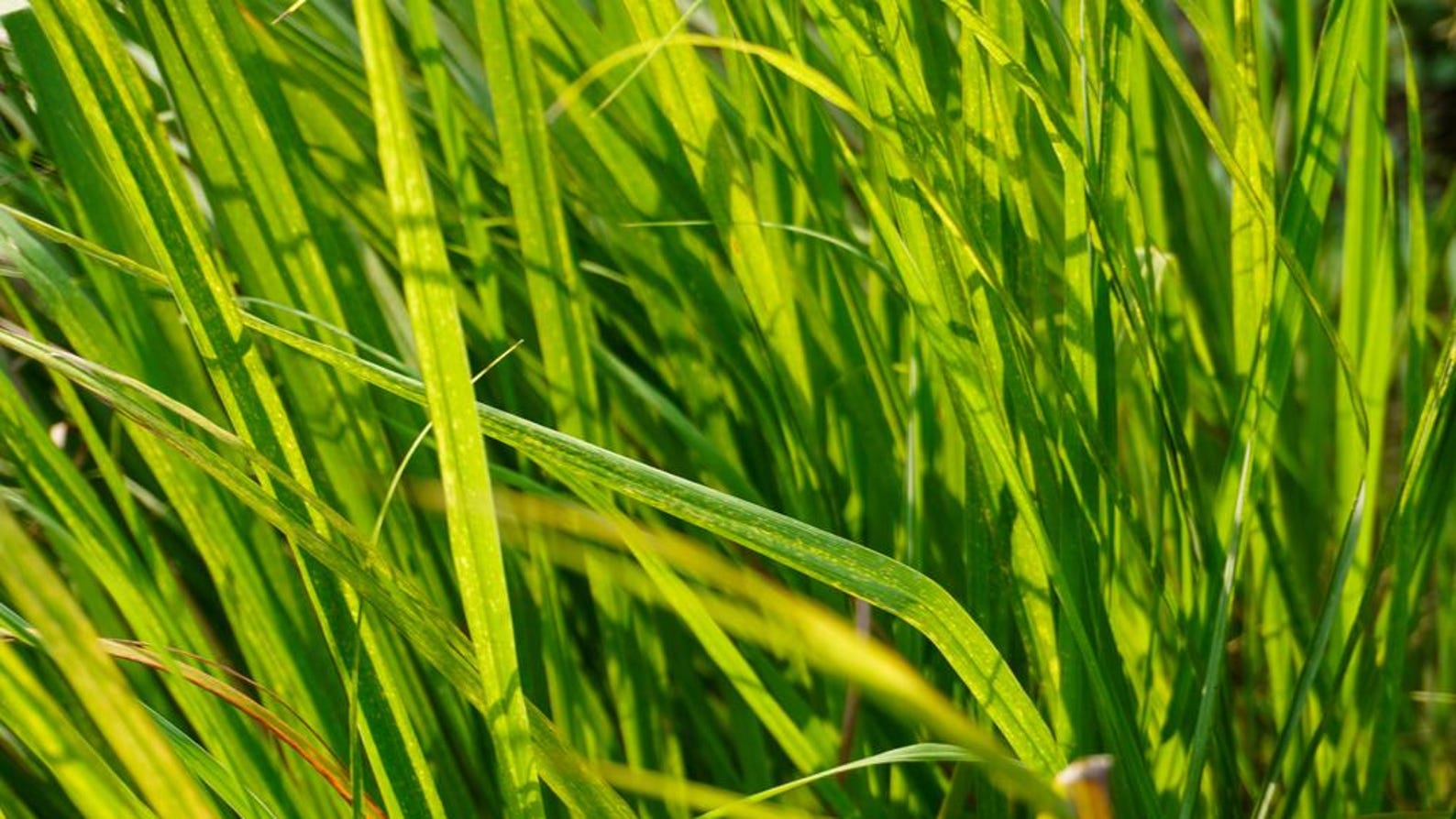 Lemon Grass, Cymbopogon, Citronella Grass, Fever Grass, Malabar Grass ...