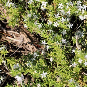 Myoporum Parvifolium or Dwarf Native Myrtle 5 Cuttings, NOT ROOTED - Etsy