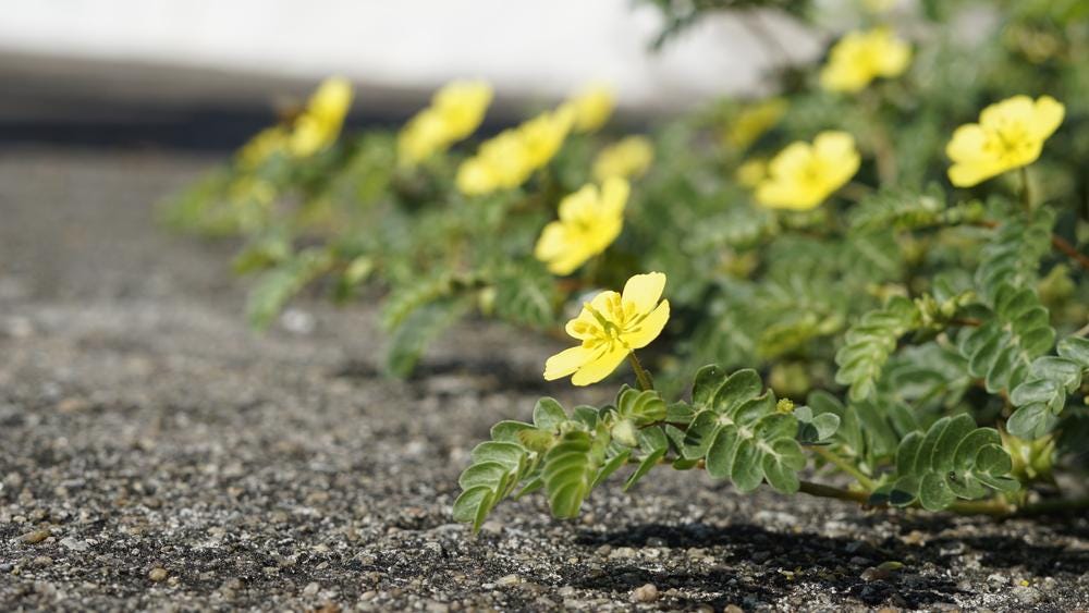 Goats Head Thorns, Goathead, Tribulus Terrestris, Bindii, Puncturevine ...