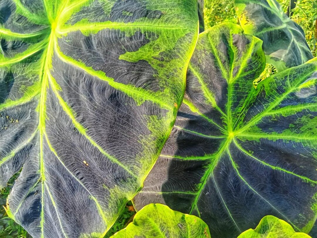 Taro Imperial or Colocasia Esculenta ‘illustris’ 6 Pack of Tropical ...