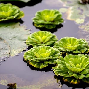 Rosette Water Lettuce or Pistia Stratiotes Floating Freshwater Aquatic ...