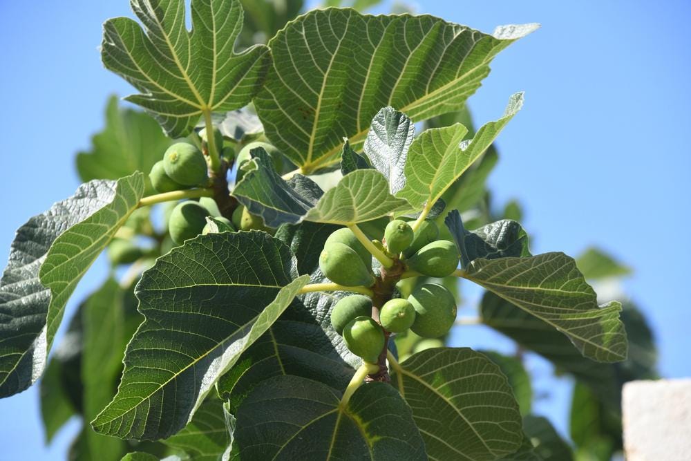 Organic Jancie Seedless White Fig Tree Cuttings for Rooting 6 Stems ...