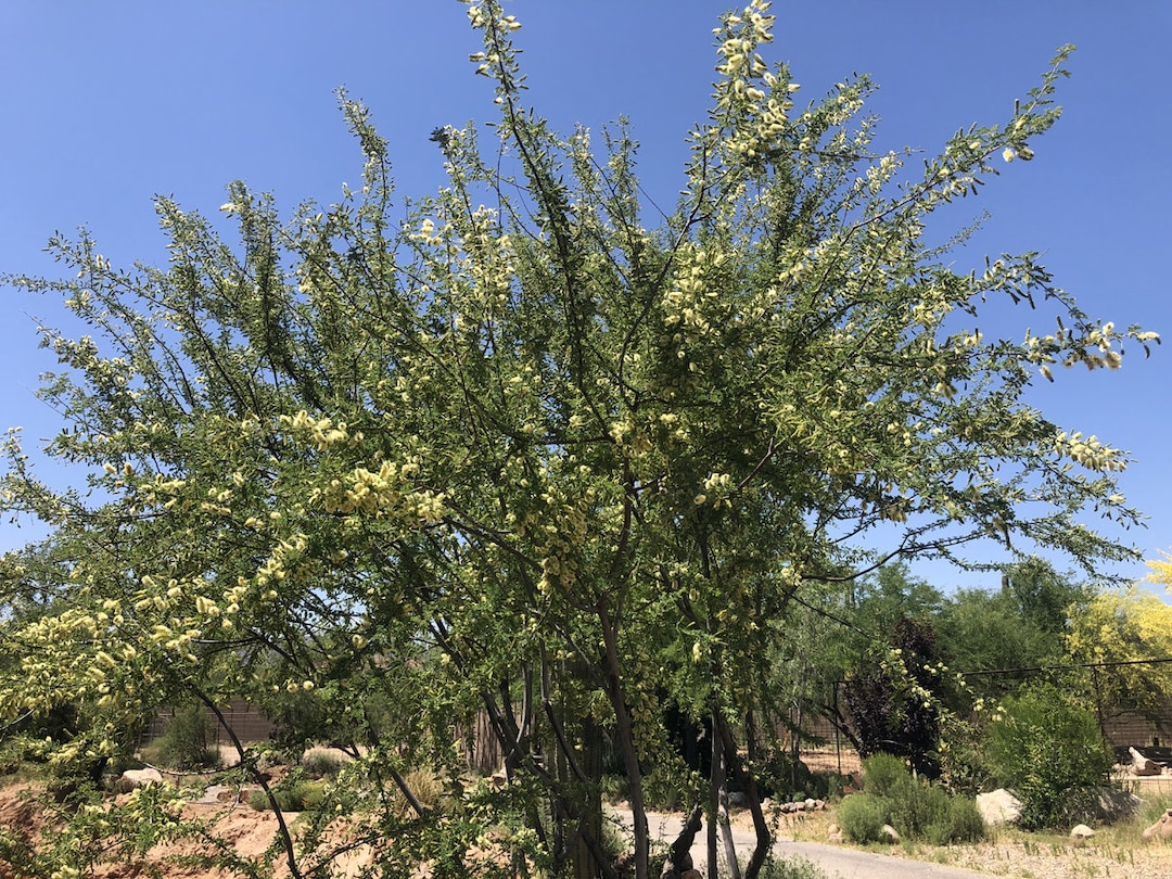 Catclaw Acacia 10 Seeds, Senegalia Greggii, Wait-a-minute Bush, Acacia ...