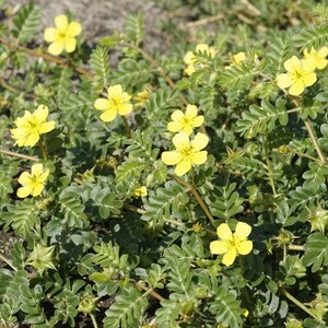 Goats Head Thorns, Goathead, Tribulus Terrestris, Bindii, Puncturevine ...