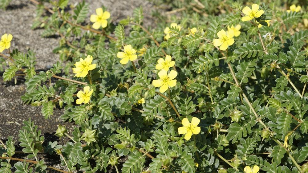 Goats Head Thorns, Goathead, Tribulus Terrestris, Bindii, Puncturevine ...