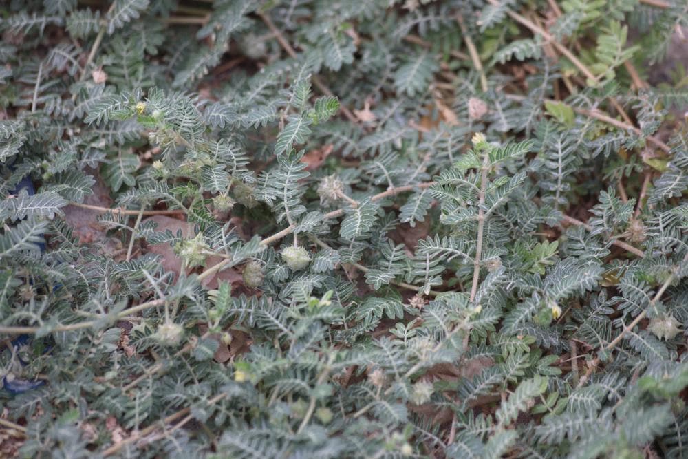 Goats Head Thorns, Goathead, Tribulus Terrestris, Bindii, Puncturevine ...